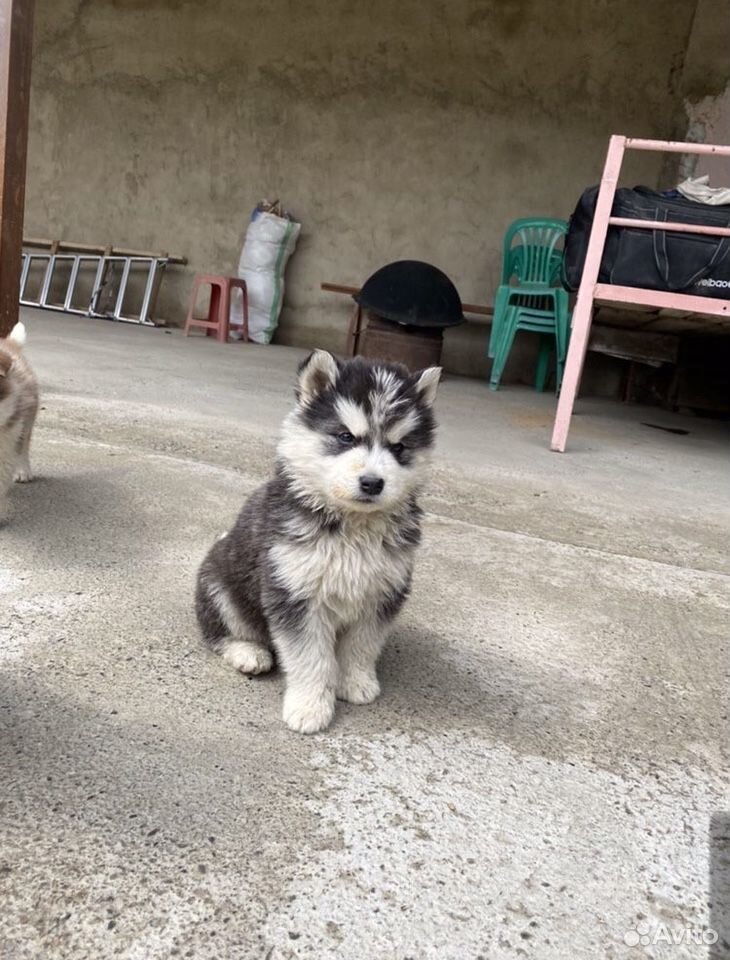 Продаётся щенок сибирской хаски