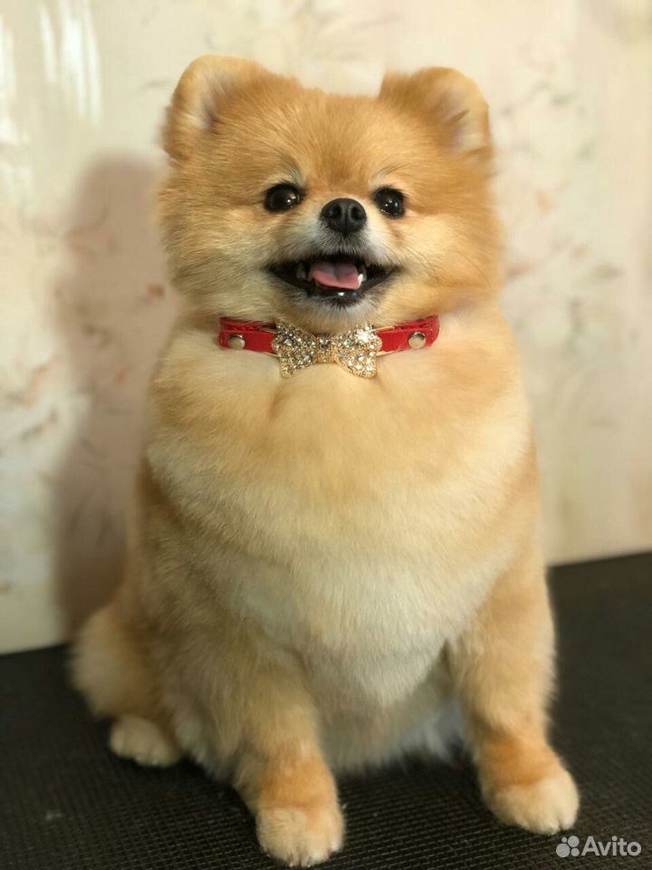 Курносый мишка-шпиц