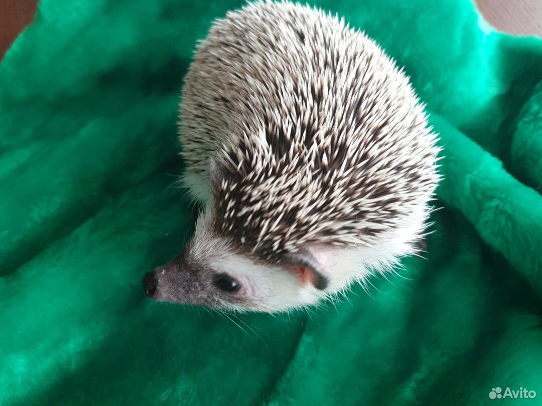 Африканский Ёж