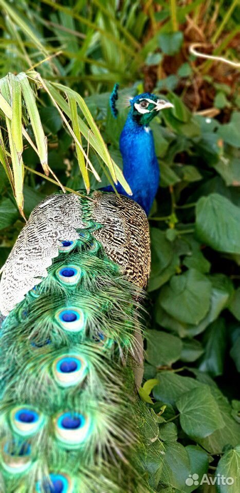 Продаём красавца павлина