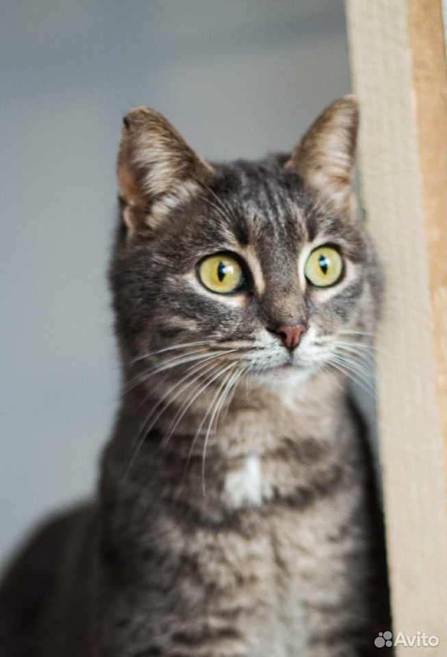 Кошка ищет дом