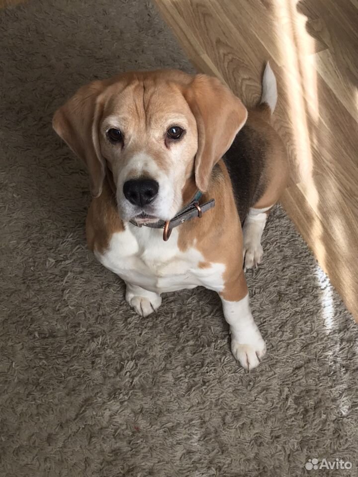 Отдаем бигля в хорошие руки