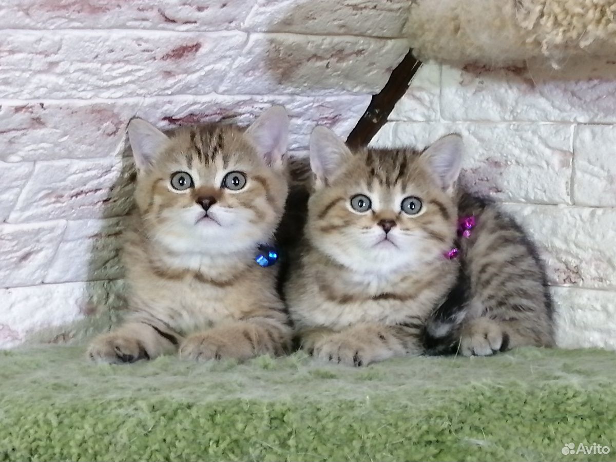 Британские котята тигрята