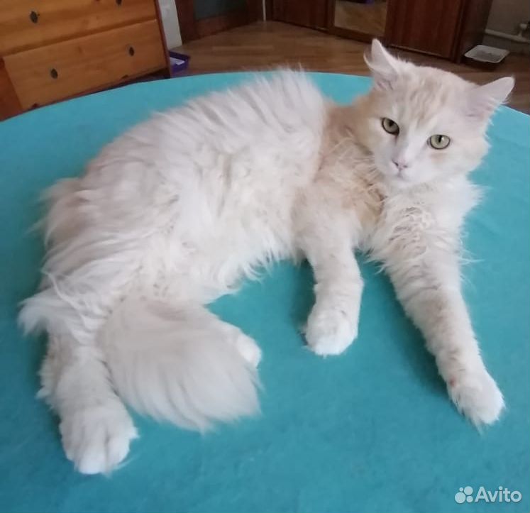 Персик отдам в добрые руки