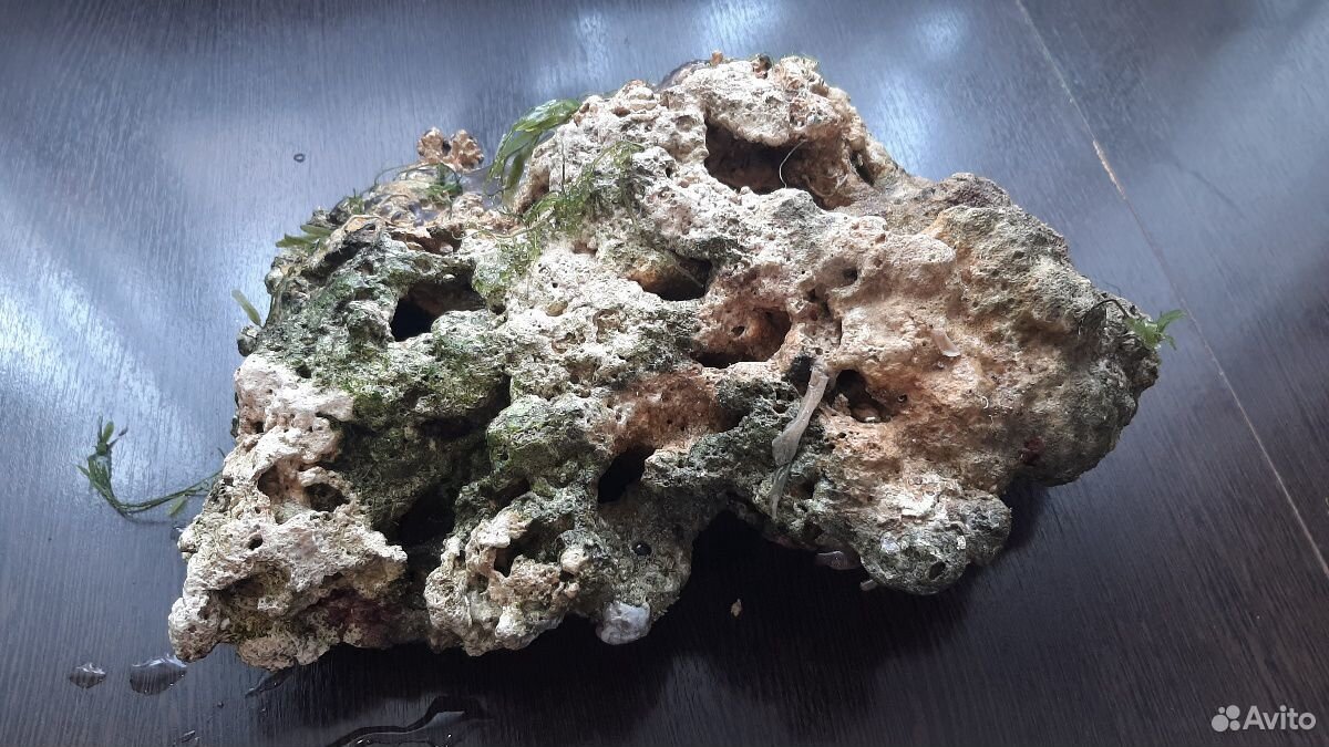 ЖК для морского аквариума