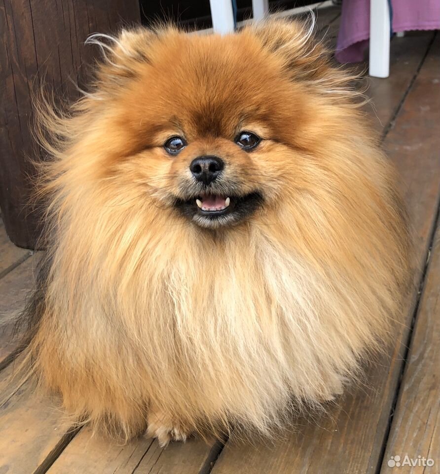 Шпиц Вязка РКФ