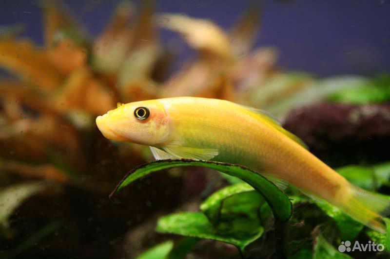 Гиринохейлус