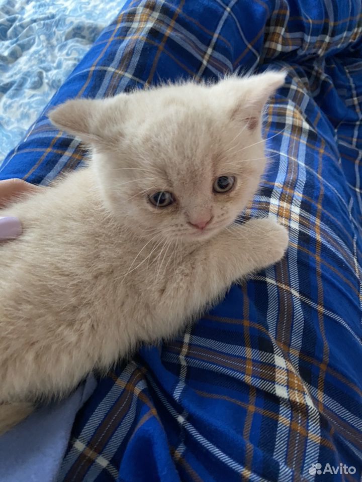 Котёнок