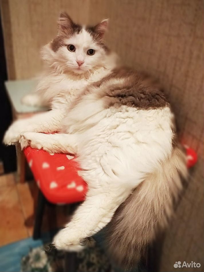 Красавец кот