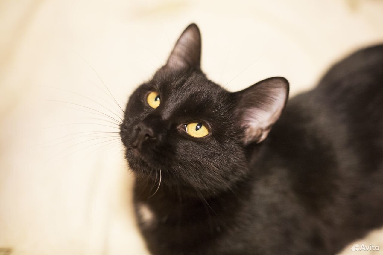 Блэкки ищет дом