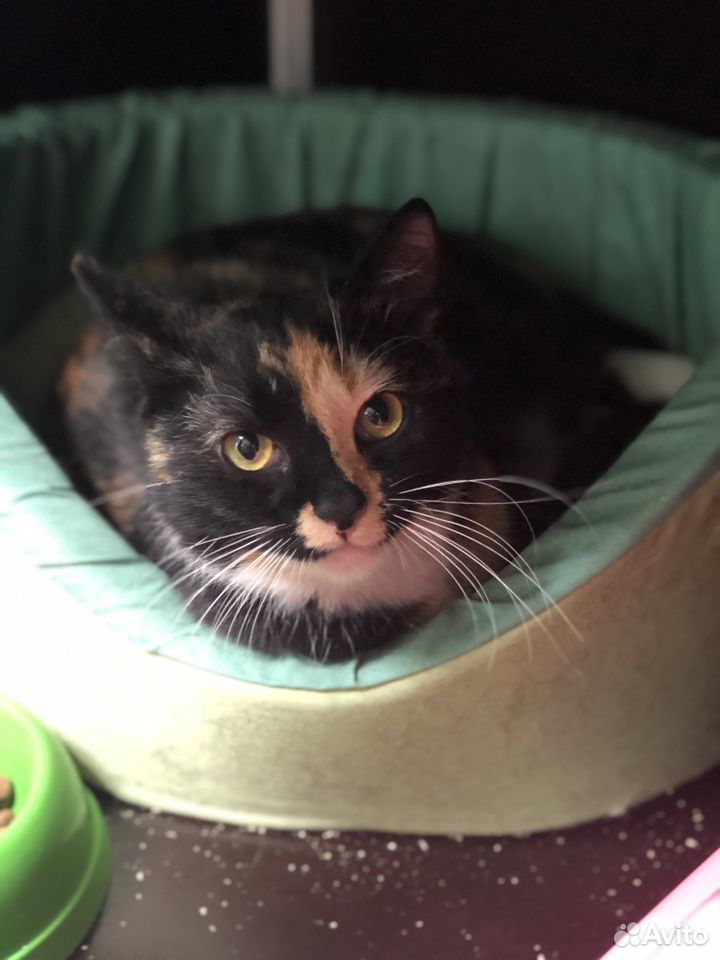 Кошка