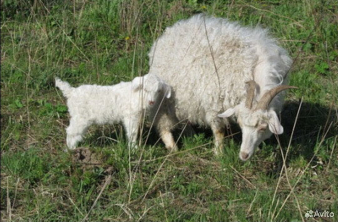 Козы пуховые