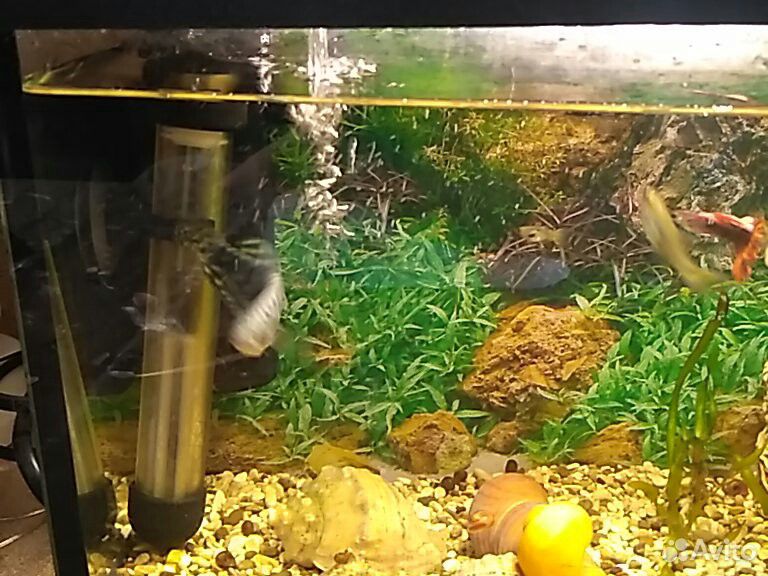 Аквариумные рыбки Гурами