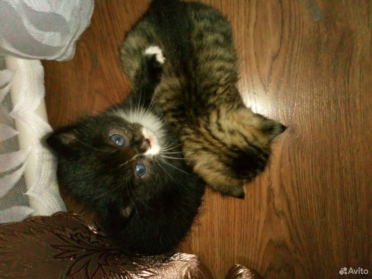 Красивые котята