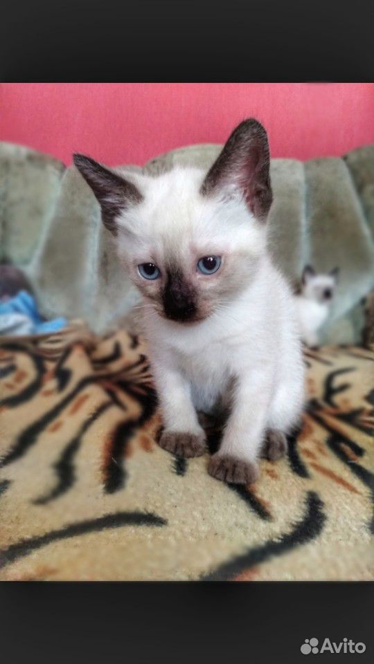 Котята меконгский бобтейл