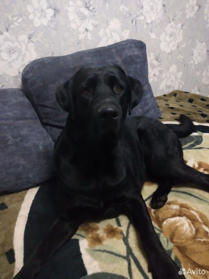 Вязка