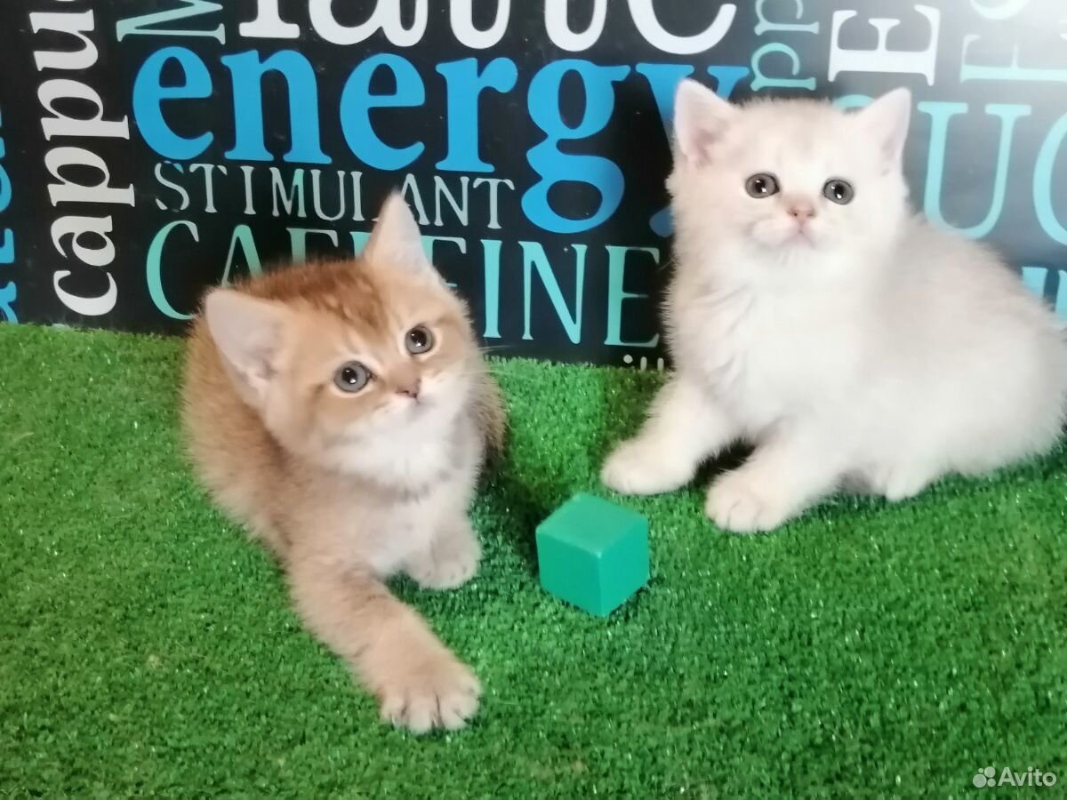 Британские мальчики