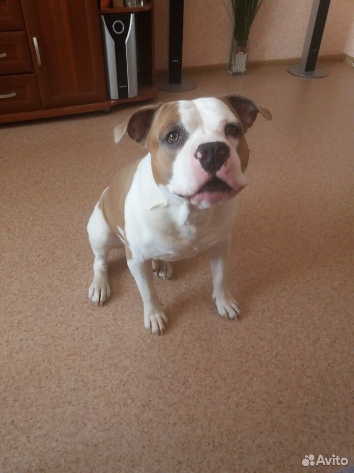 Американский стаффоршидский бультерер ищет невесту