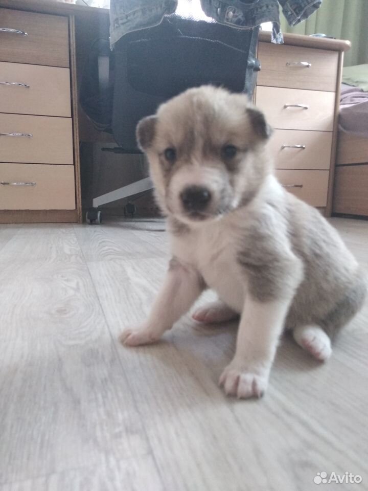 Продажа щенка лайки