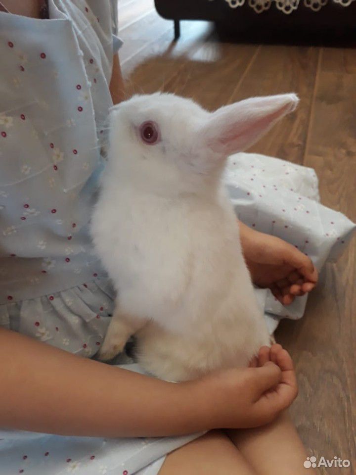 Кролик