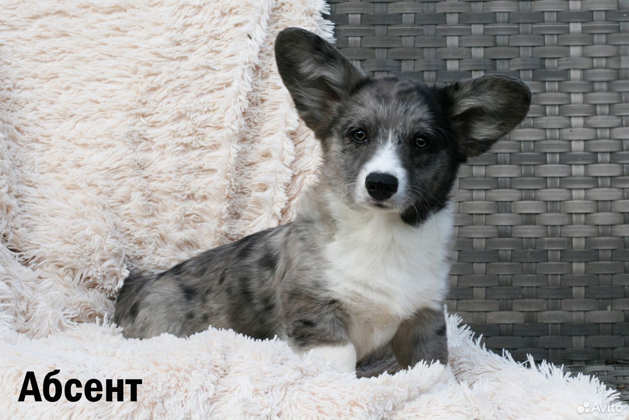 Вельш корги кардиган. Мрасморный красавец