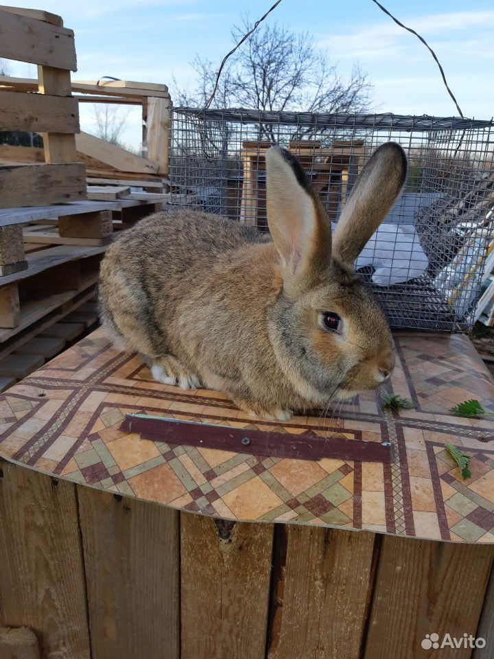 Серый великан