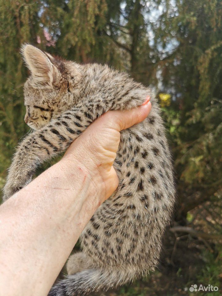 Саванна