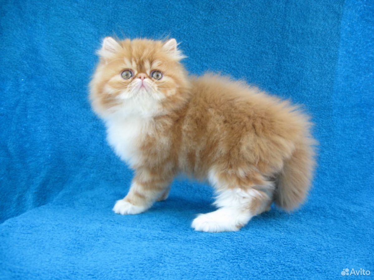 Персидский котик
