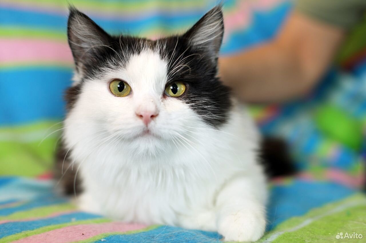 Ричард -позитивный котенок в дар