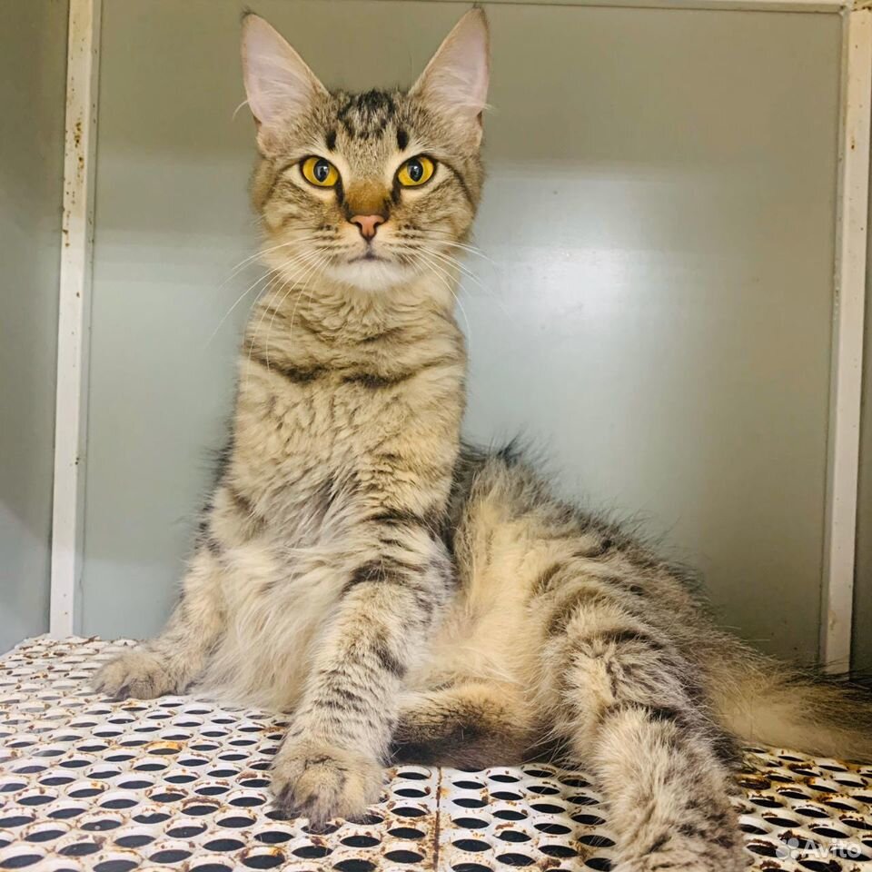 Лукавая озорная кошечка ищет дом