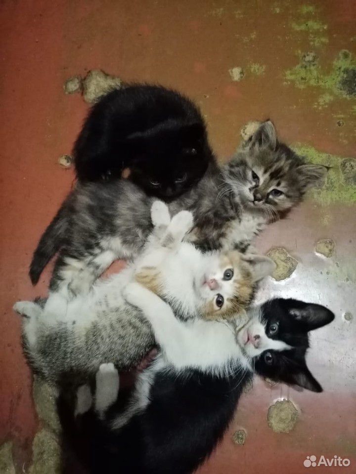Отдам котодеток в добрые руки