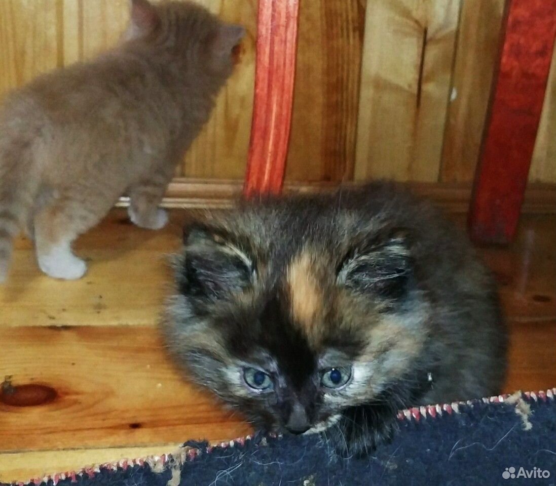 Котята в дар