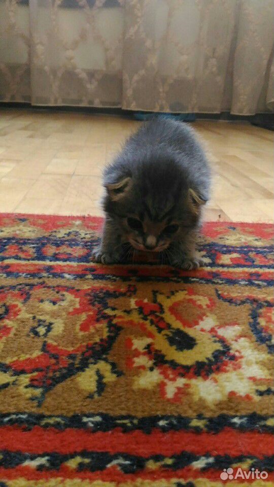 Котенок в заботливые руки