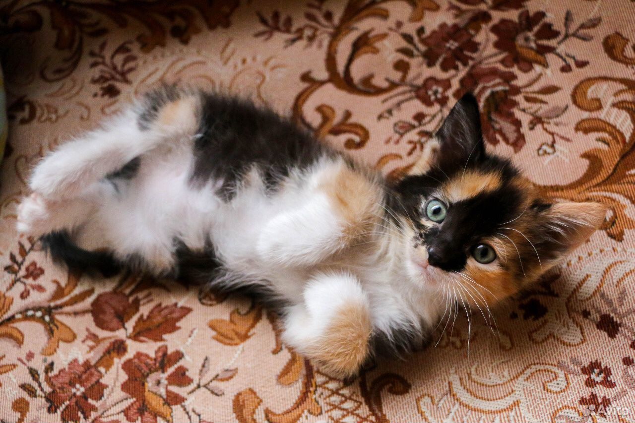 Ласковые котята 1.5 месяца