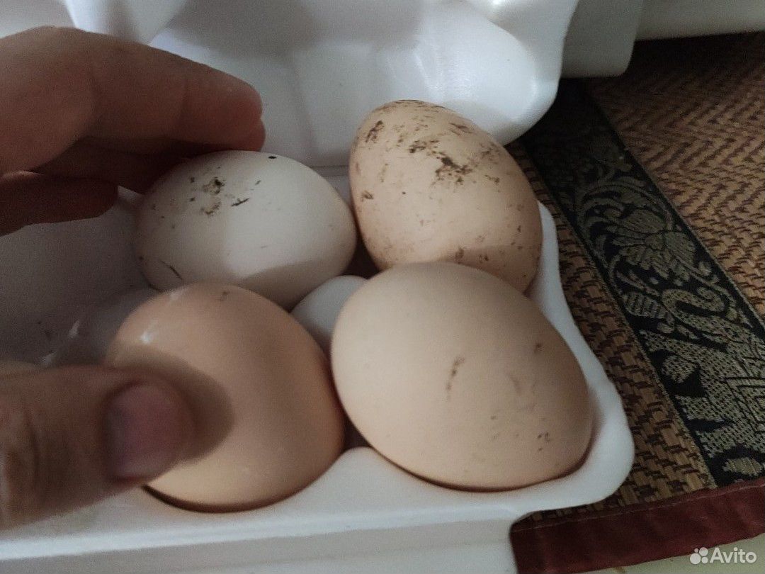 Куриные яйца оплодотвореные