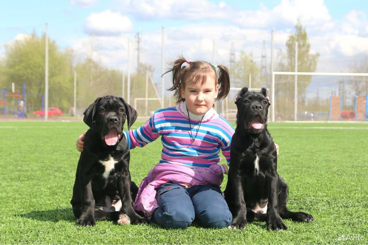 Мальчики кане корсо. 3мес