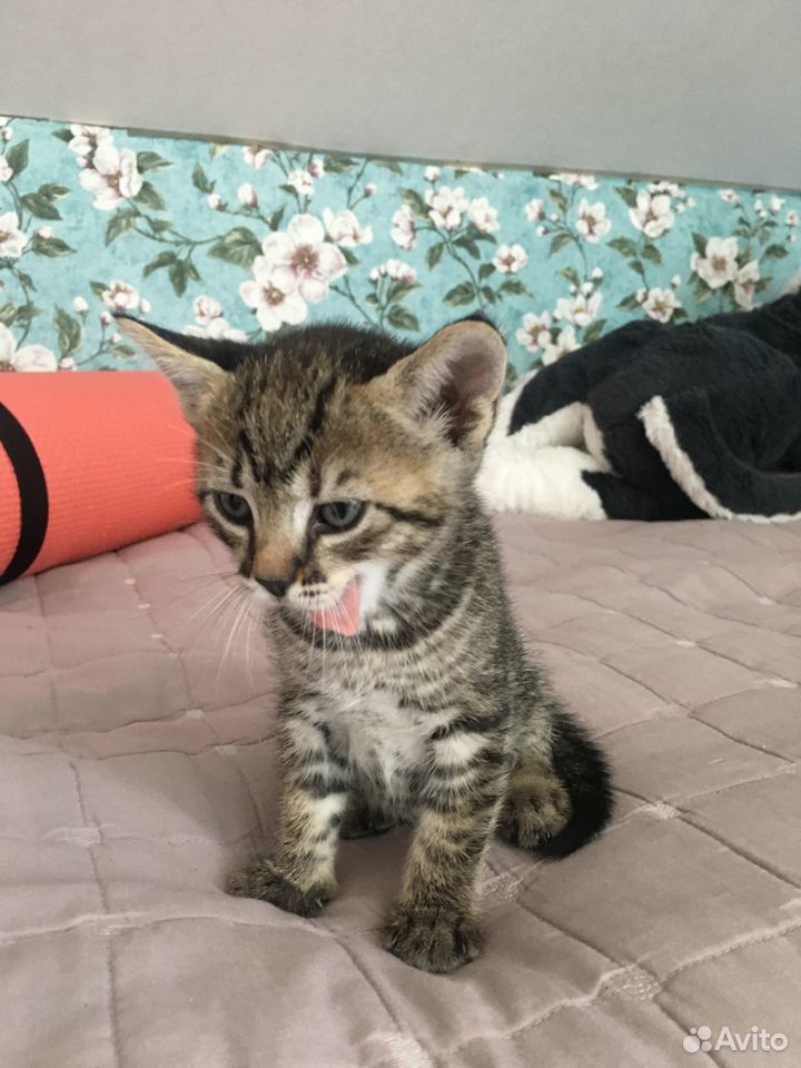 Голубоглазые котята. Севастополь