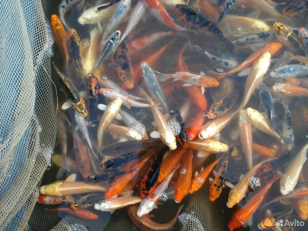 Цветные карпы кои рыба для пруда