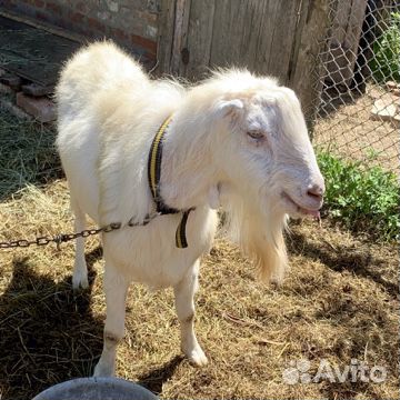 Продам коз, козла, козлята