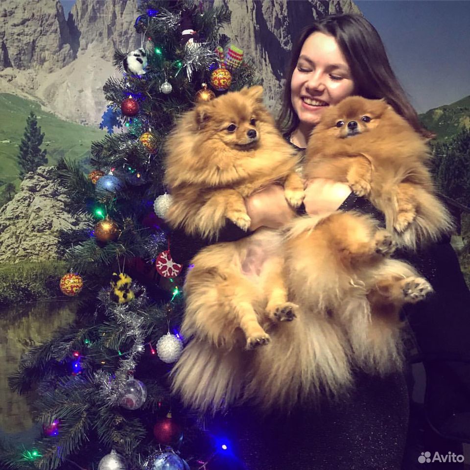 Ищем жениха для шпица