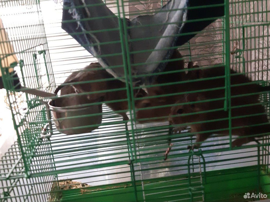 Чилийская белка дегу