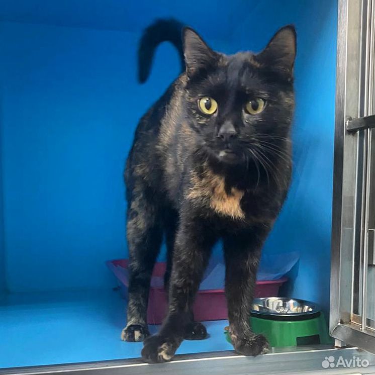 Красавица трехцветка для счастья в дом