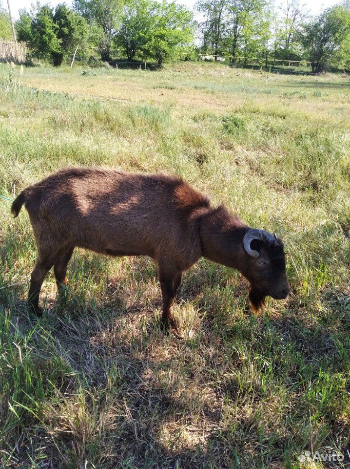 Козёл Ламанча