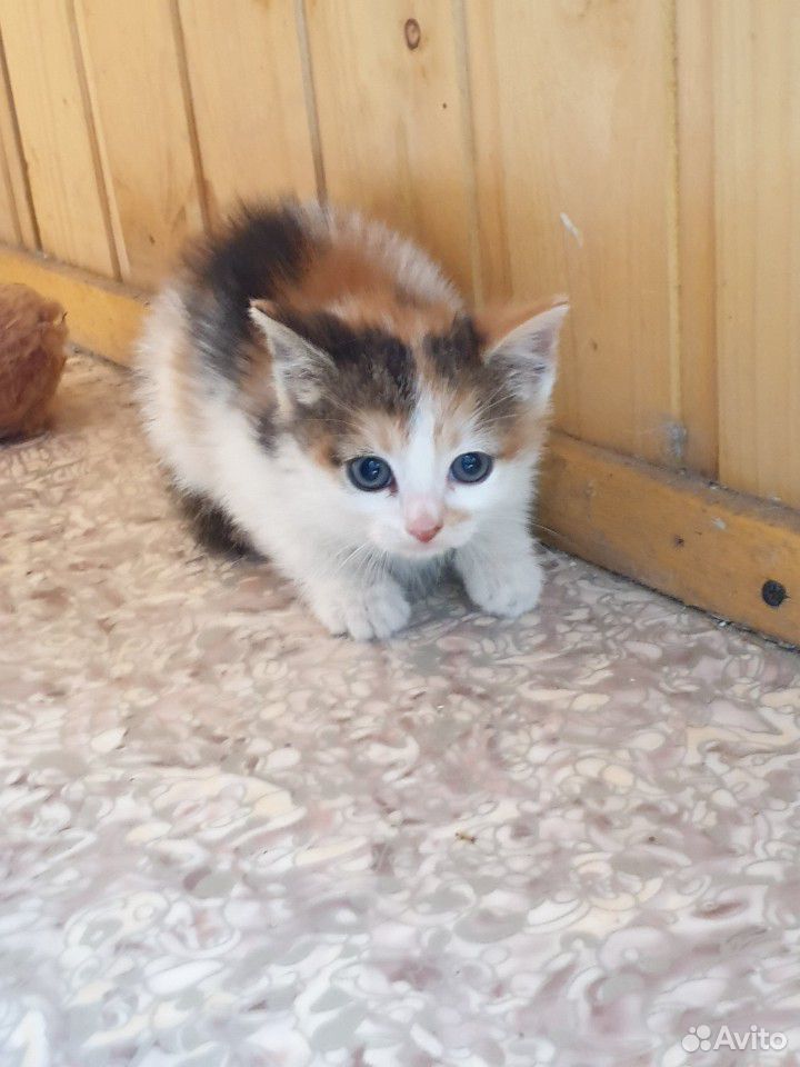 Отдам котенка