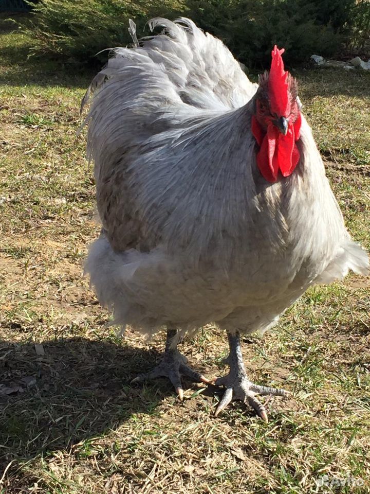 Орпингтон лаванда