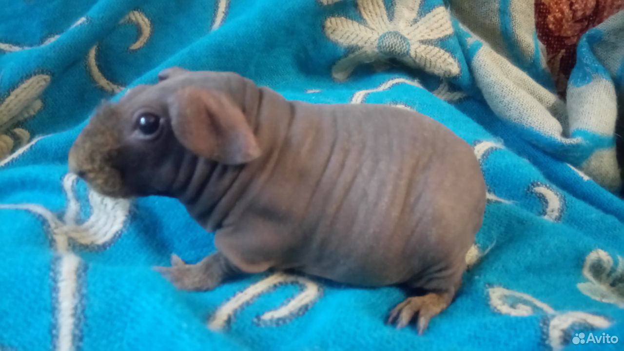 Морская свинка скинни мальчик