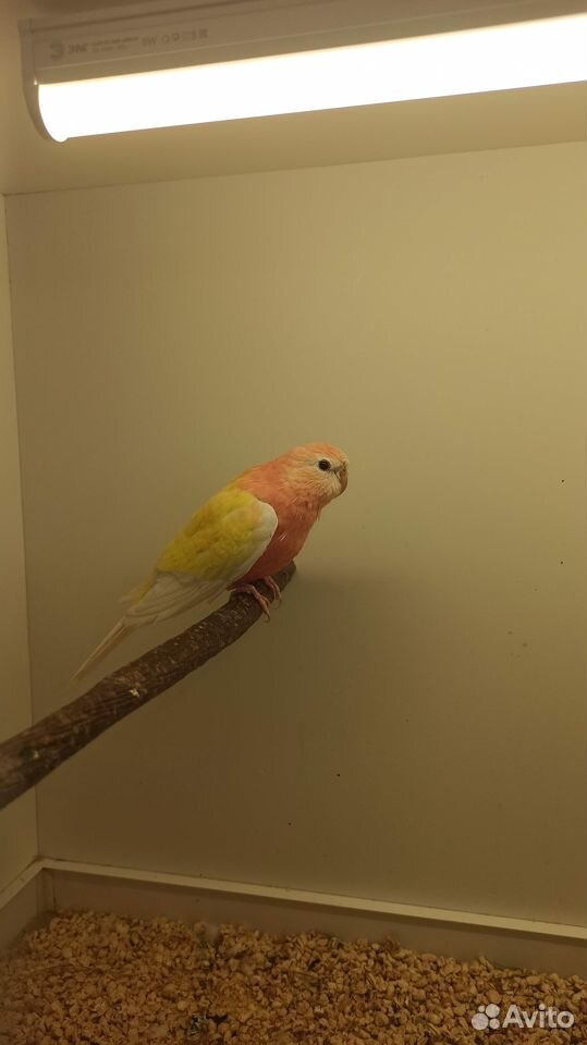 Травянистый попугай