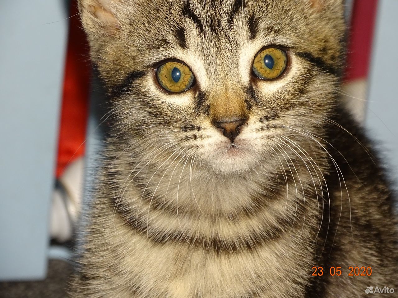 Котята бенгалы и не только ждут своих хозяев