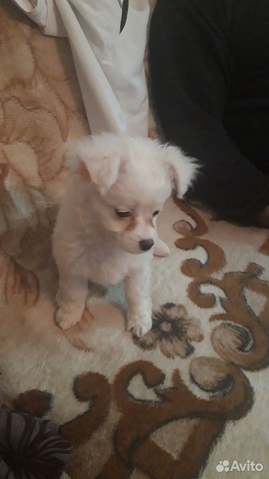 Пропал щенок