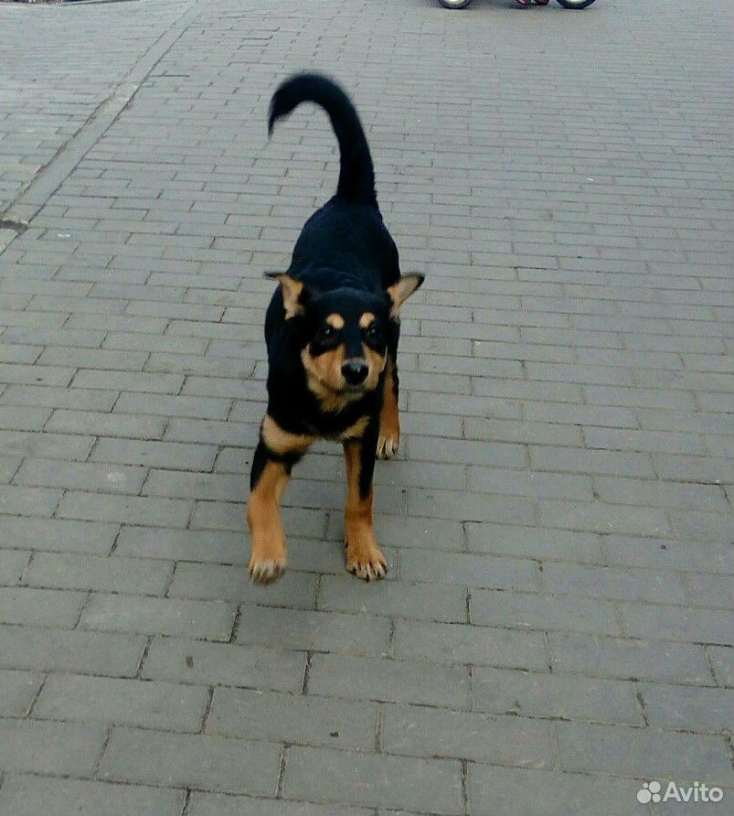 Щенок Рика